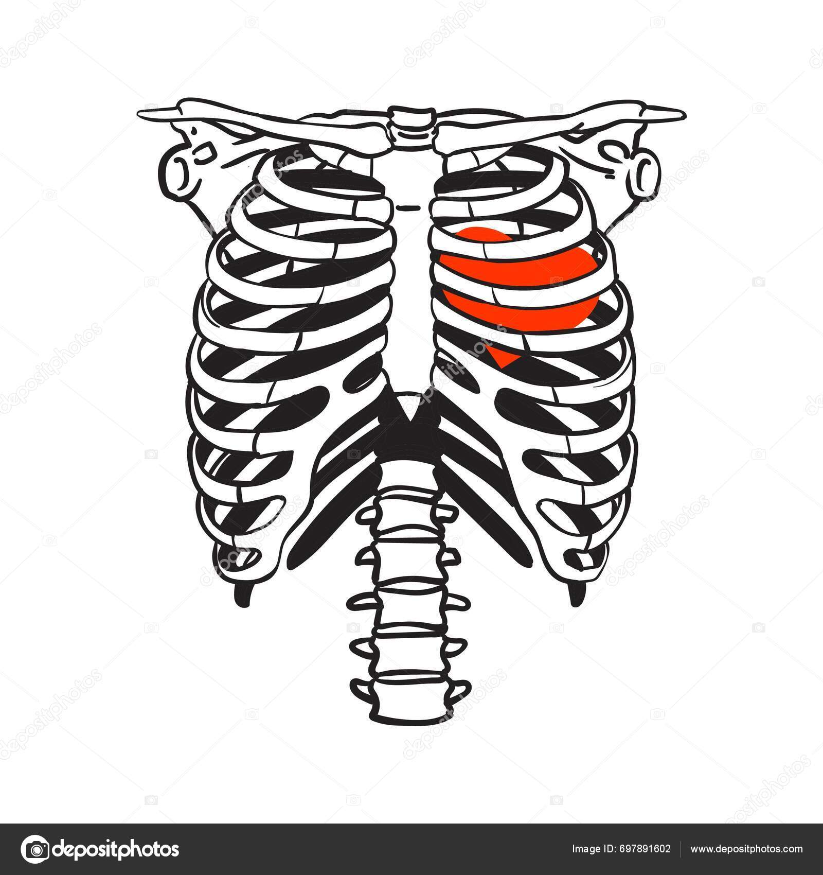 Esqueleto Tórax Del Corazón Columna Vertebral Con Ilustración Love ...