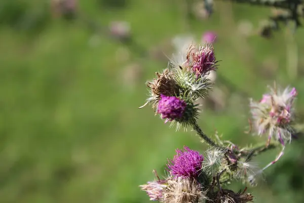 Cardo siembra fotos de stock, imágenes de Cardo siembra sin royalties ...