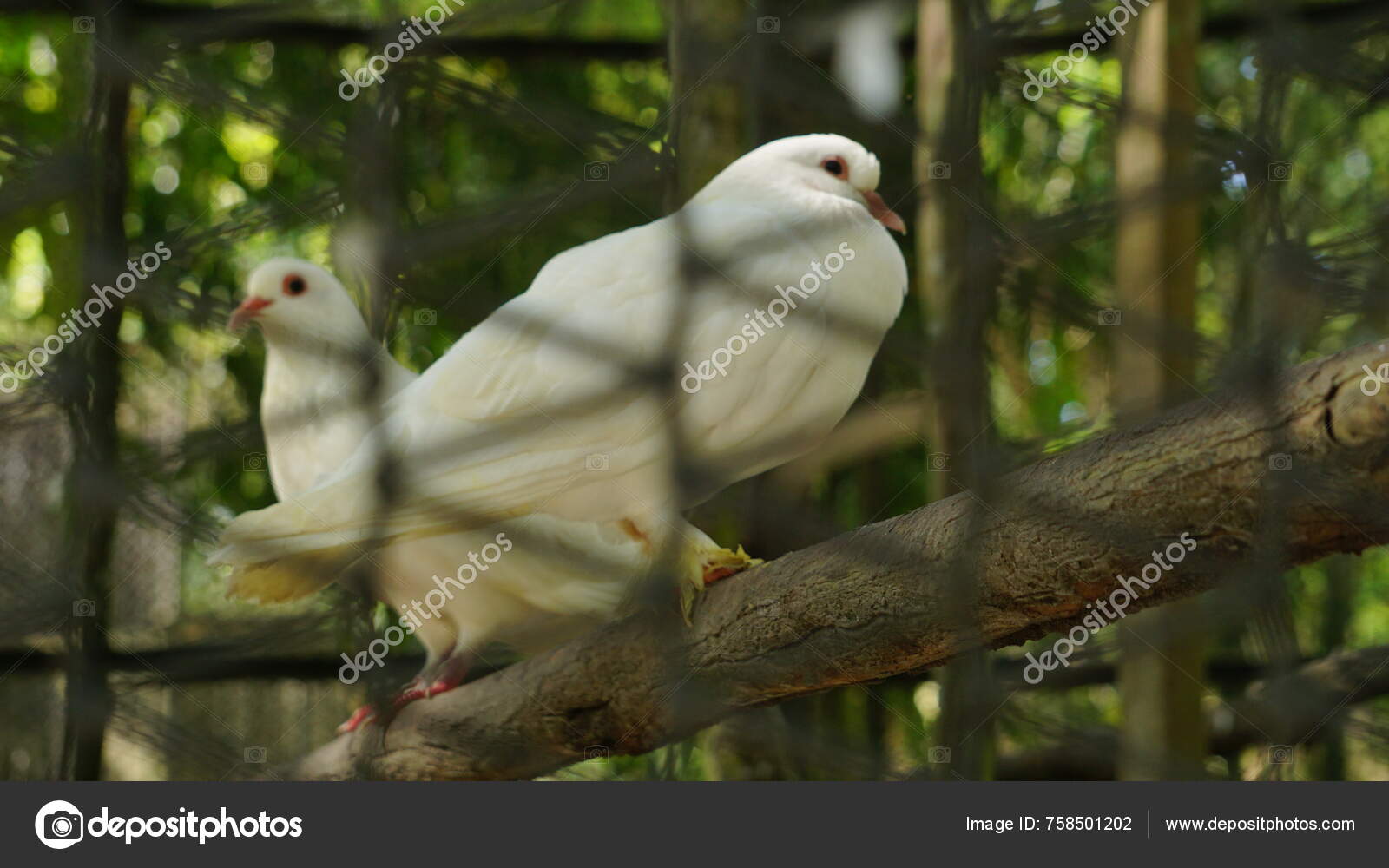 Pigeons Aviary Zoo — Stock Photo © Akatara #758501202