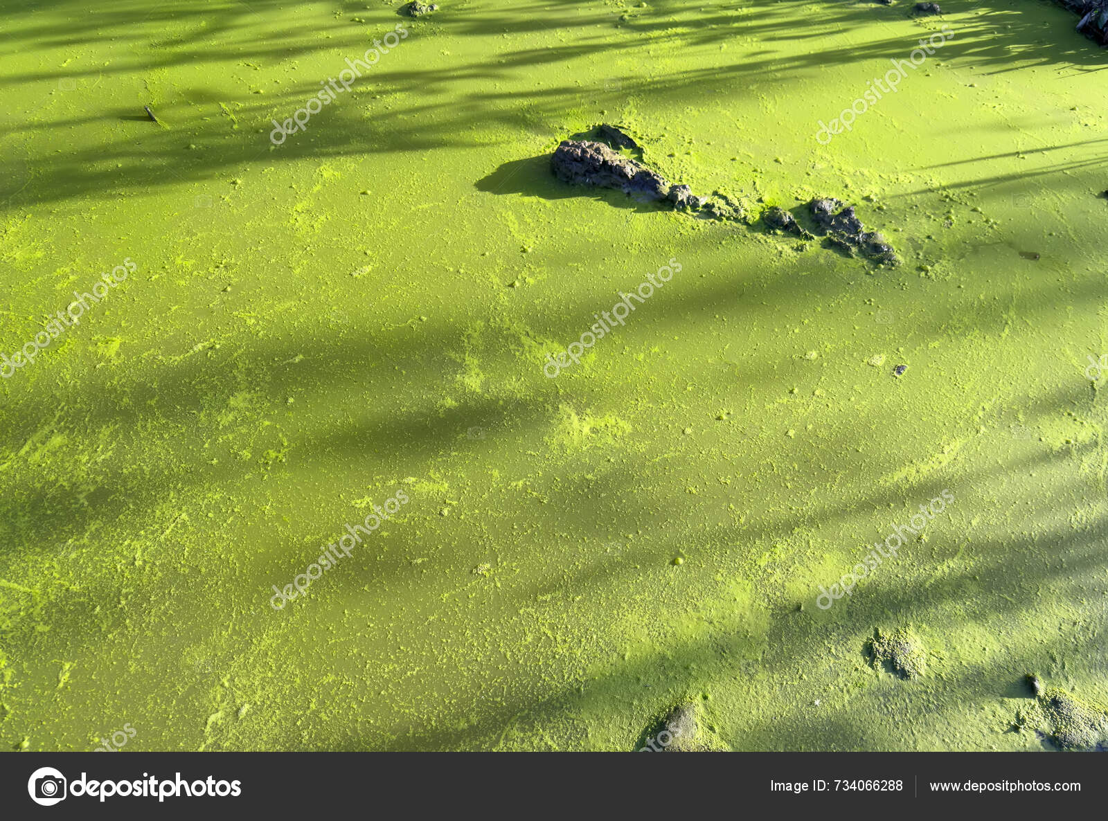 Water Pollution Blooming Green Algae World Environmental Problem Water ...