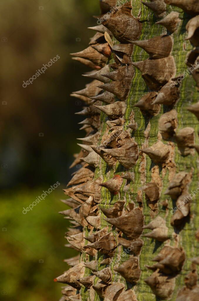 Bark of Ceiba speciosa, silk floss tree. Trunk of an exotic tree with ...