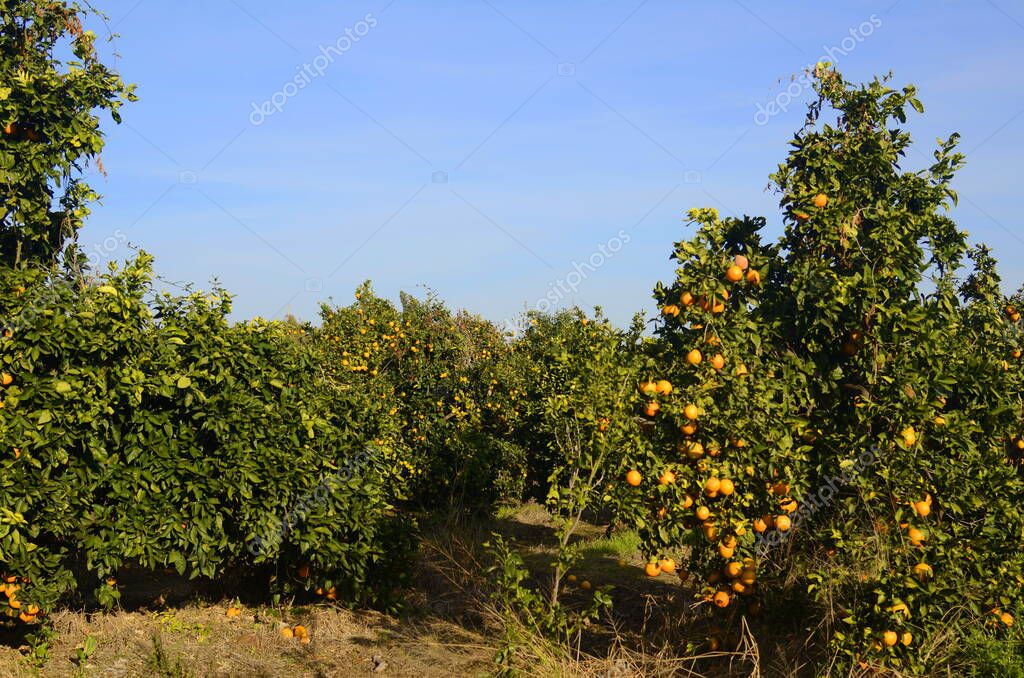 Orchard. Arboleda de naranjos. Plantación de cítricos. Cielos azules y ...