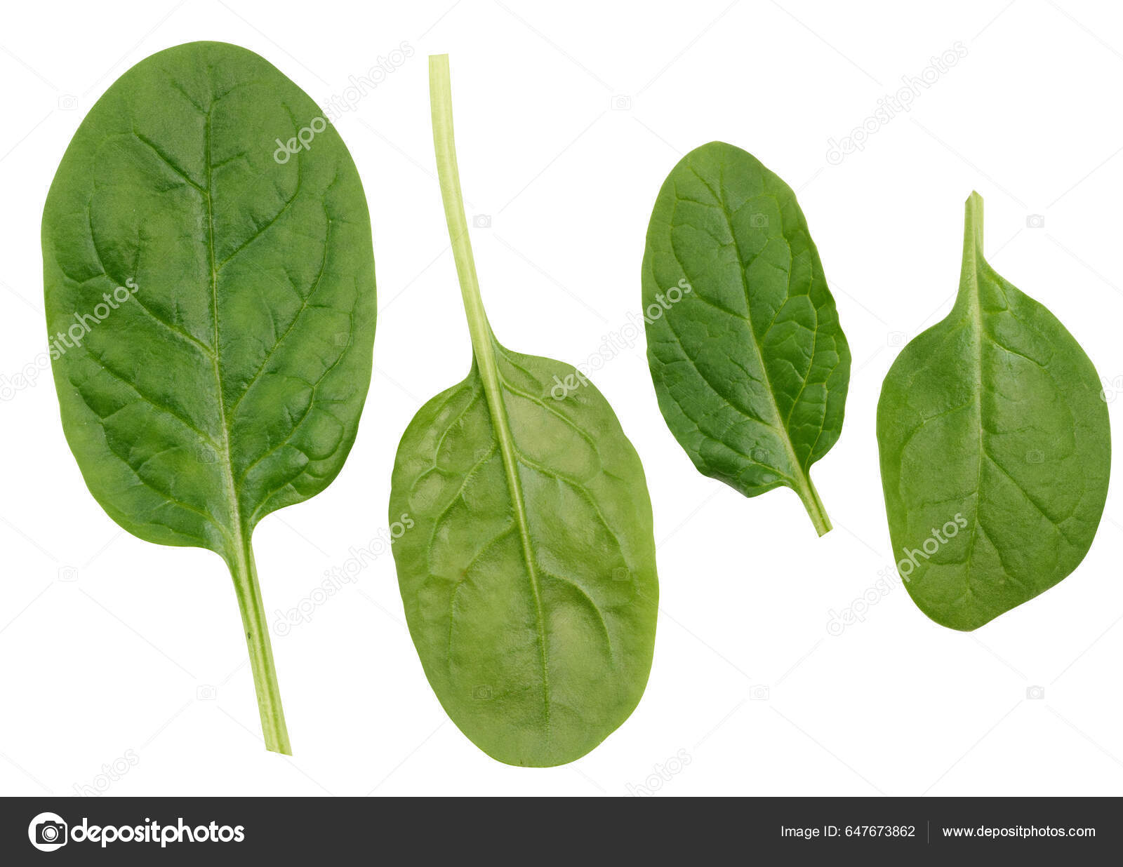 Single Spinach Leaf