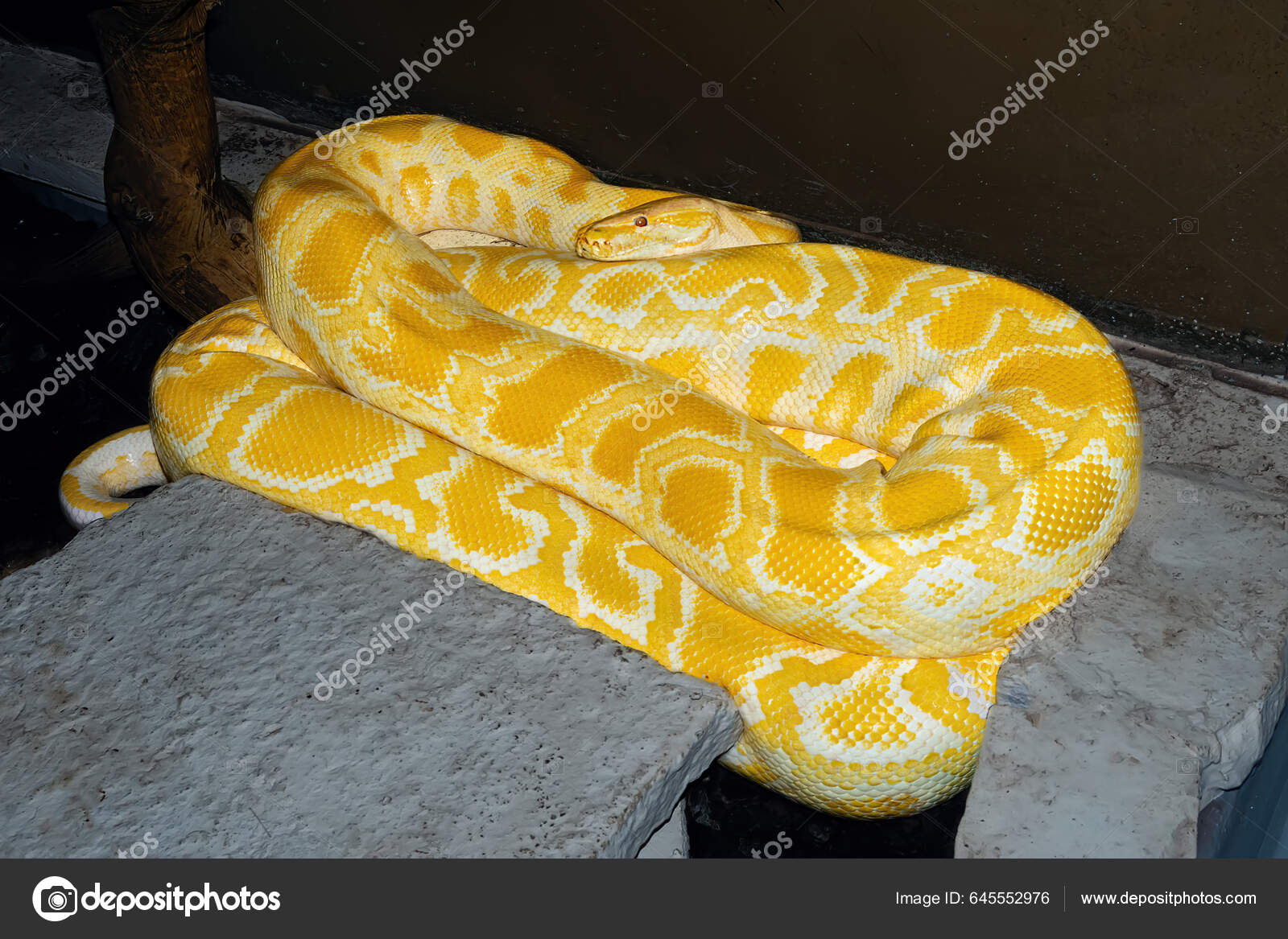 Yellow Burmese Python Wildlife Exotic Pets Dangerous Reptiles — Stock ...