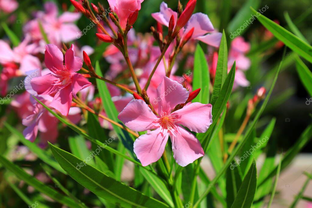 Flores de adelfa rosa florecieron en primavera. Nerium oleander ...