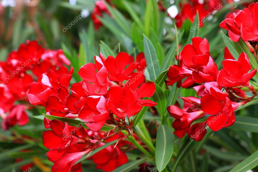 Flores de adelfa roja florecieron en primavera. Nerium oleander ...
