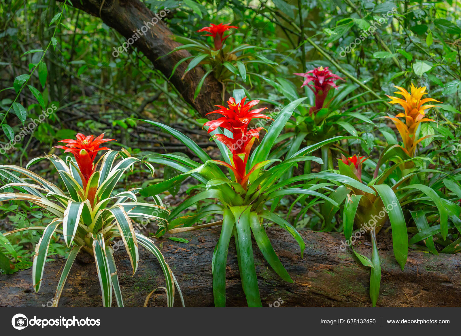 Bromeliad Flowers Guzmania Tropical Plants Brazilian Rainforest ...