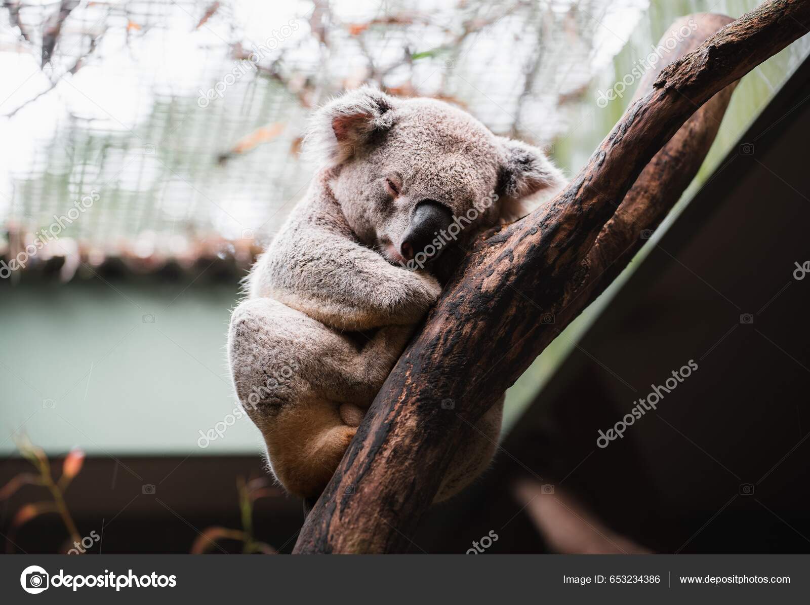 Koala Sleeping In Tree