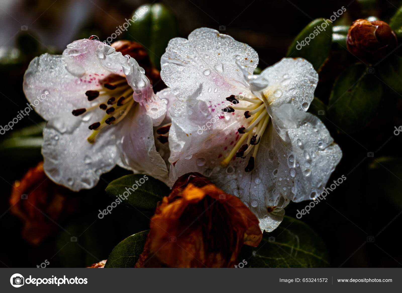 Beautiful Dark Forest Flower