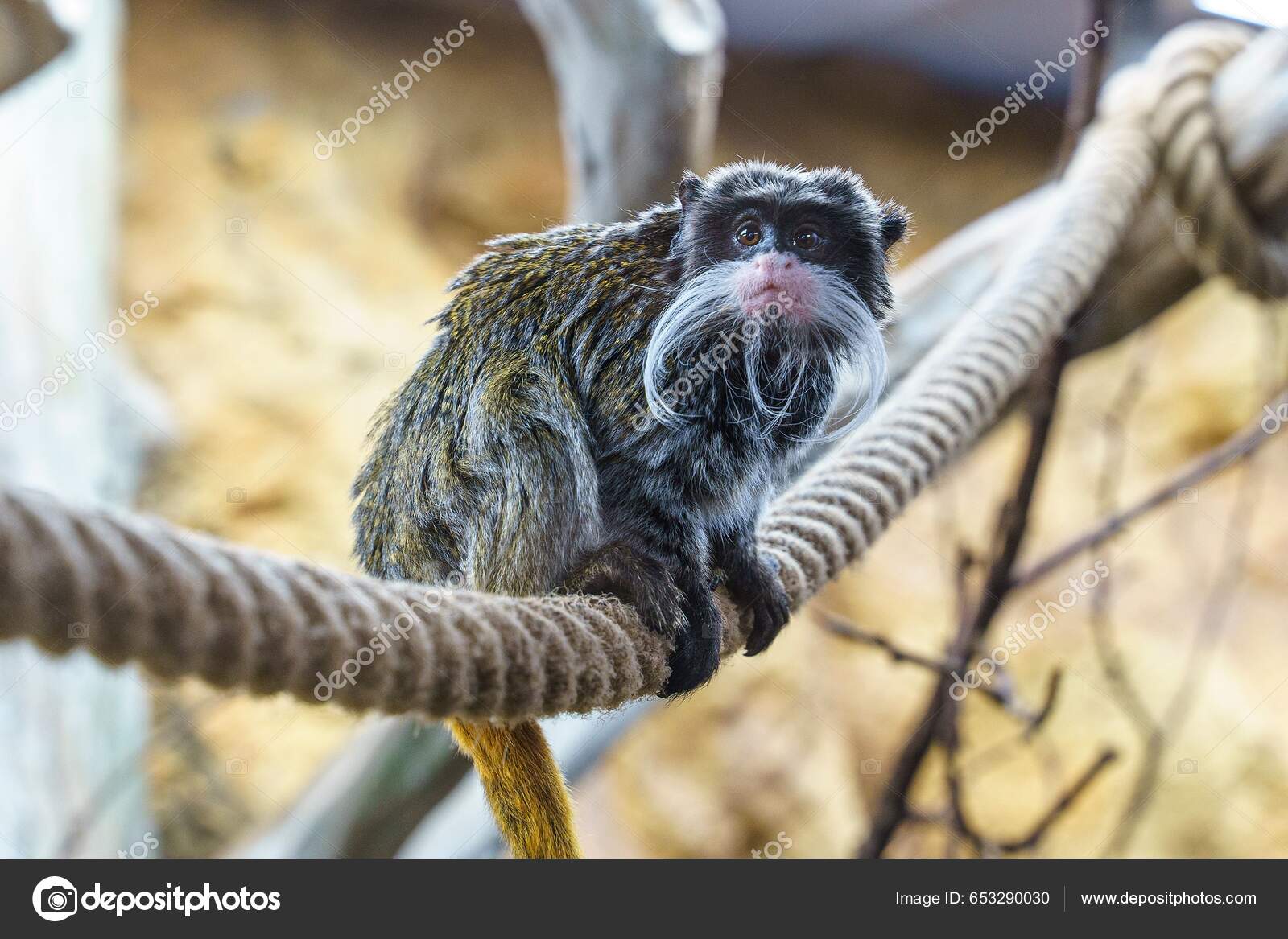 Cute Emperor Tamarin