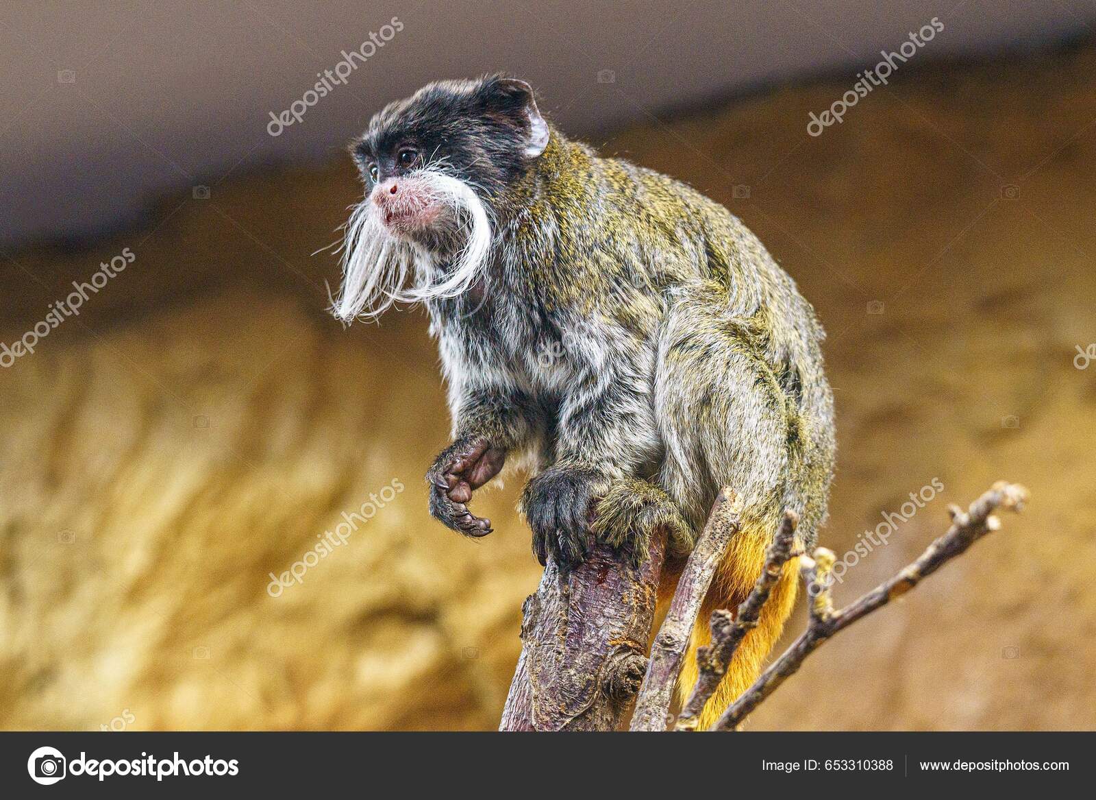 Cute Emperor Tamarin