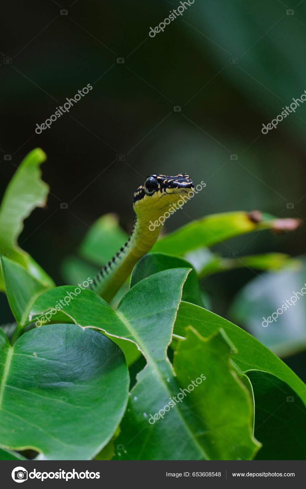 Venus Flytrap Eating A Snake