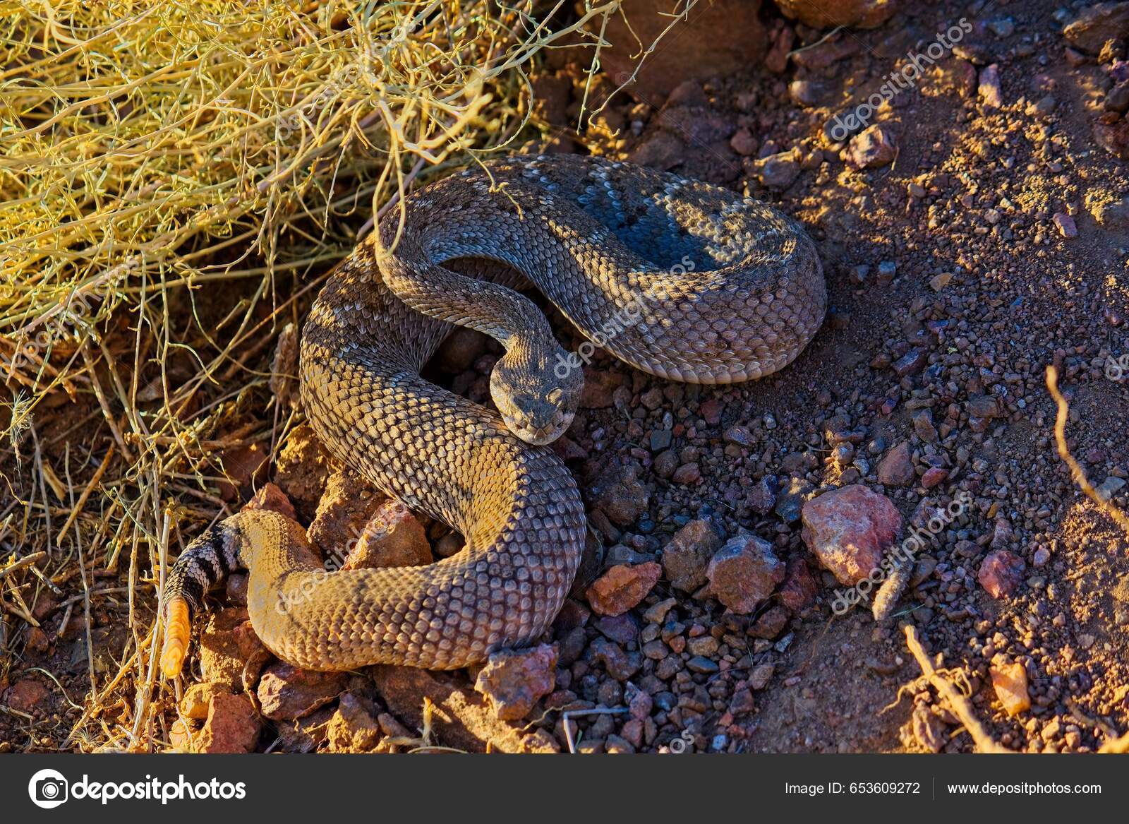 Beautiful Closeup Western Diamondback Rattlesnake Ground — Stock Photo ...