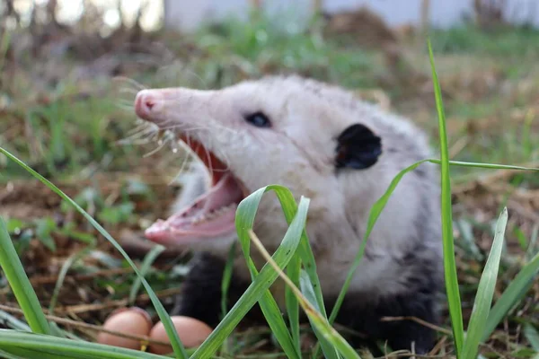 Possum Stock Photos, Royalty Free Possum Images | Depositphotos