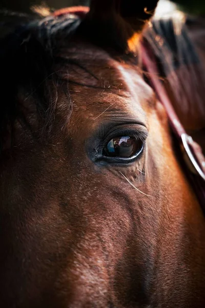 Portraits de chevaux images libres de droit, photos de Portraits de ...