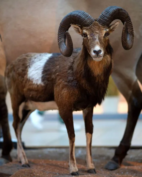 Beautiful mouflon Stock Photos, Royalty Free Beautiful mouflon Images ...