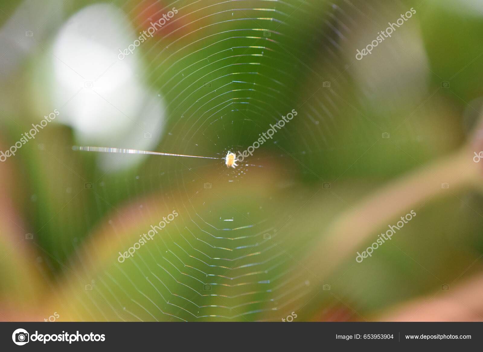 Minuscule Spider