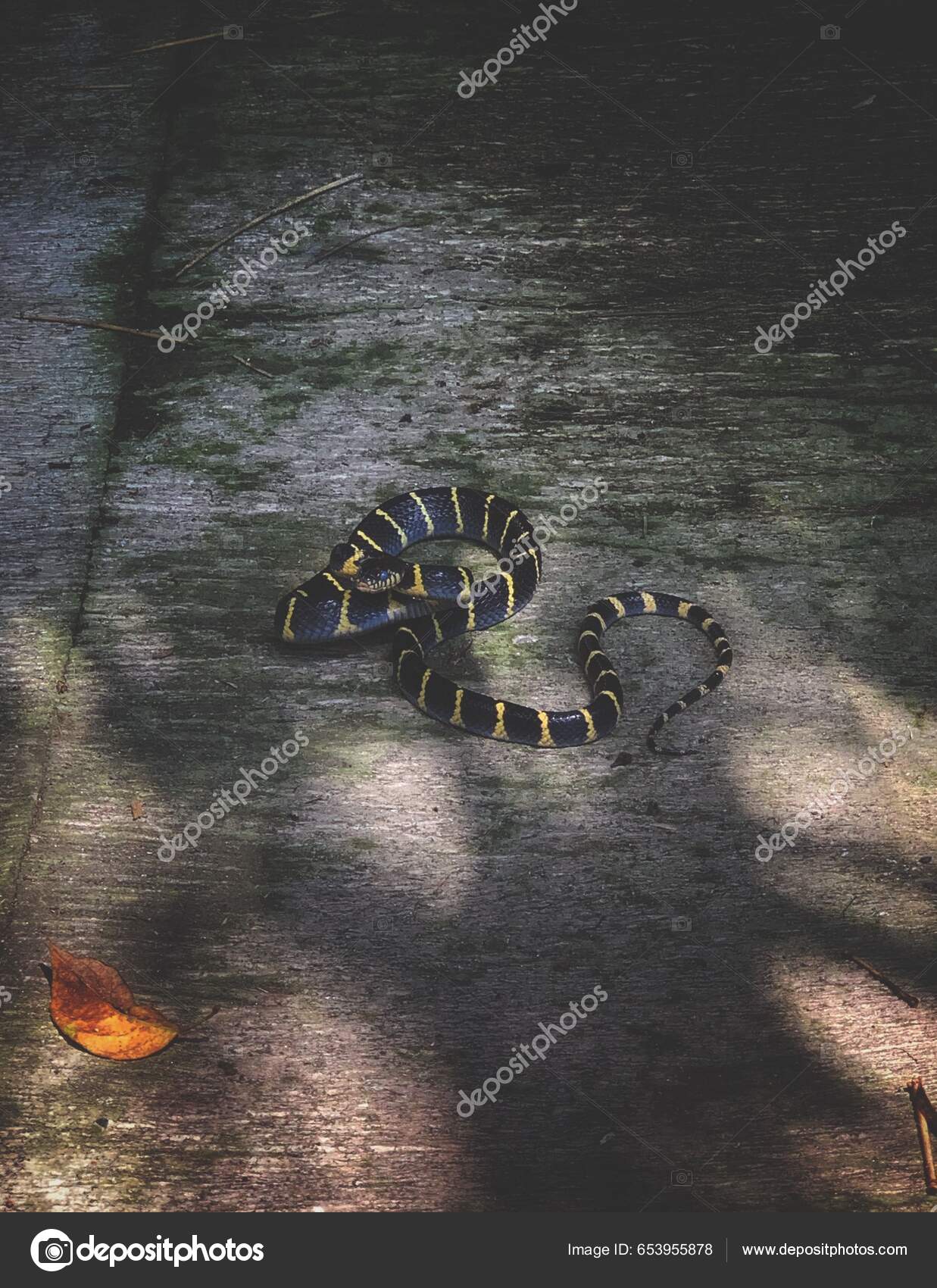 Vertical Shot Snake — Stock Photo © wirestock_creators #653955878