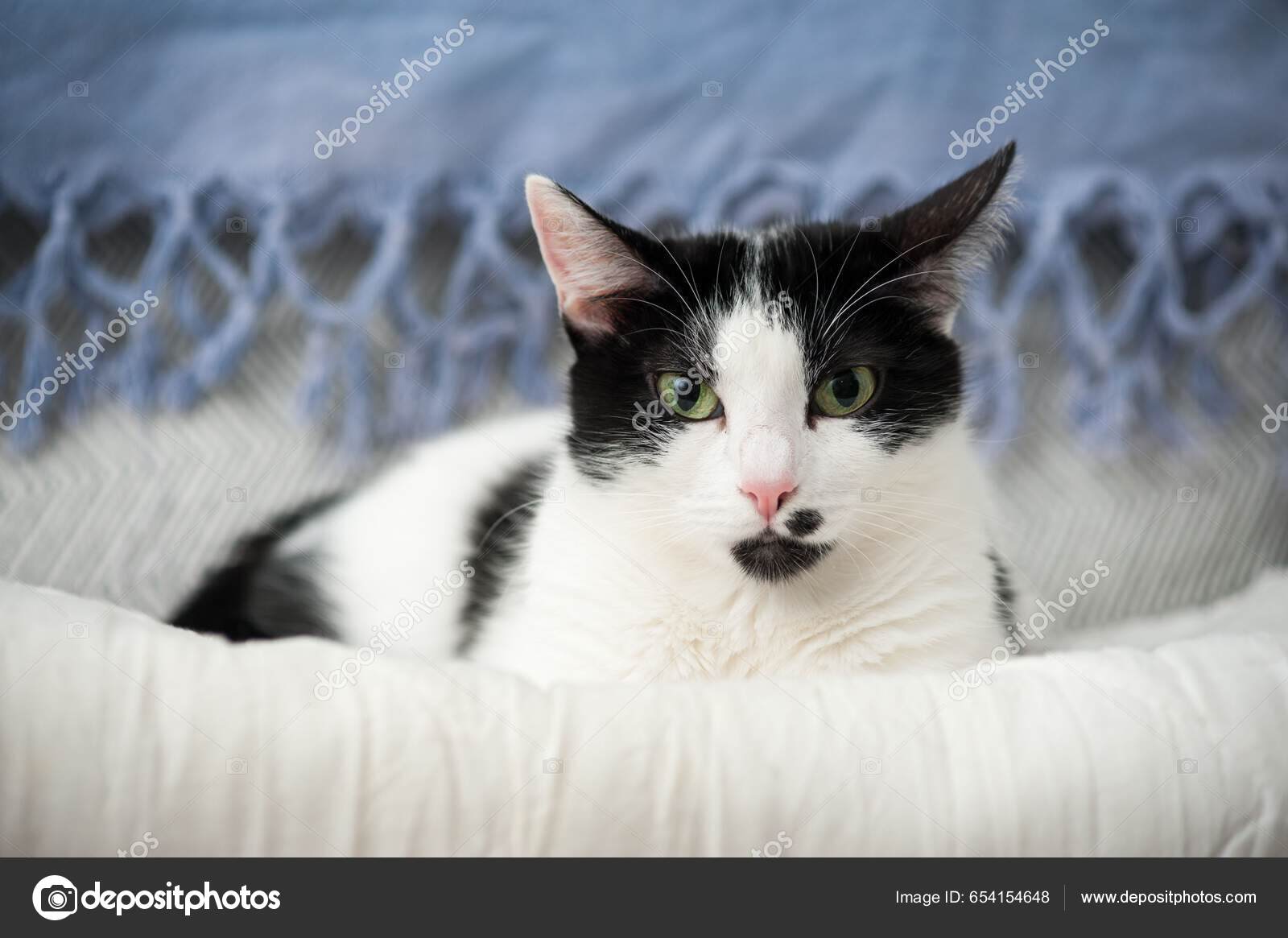 Brown And White Spotted Cat