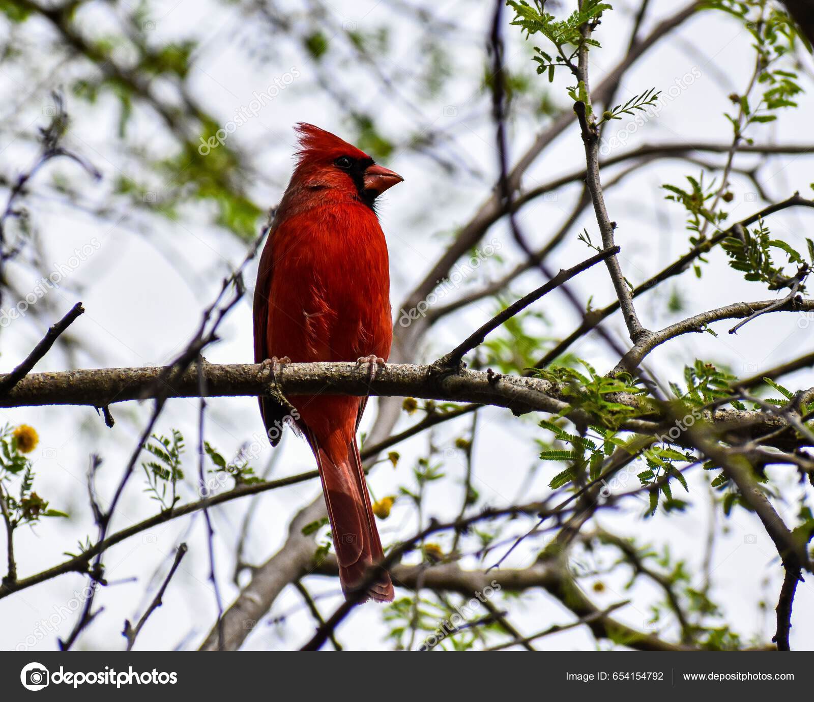 Bare Tree Branch Close Up