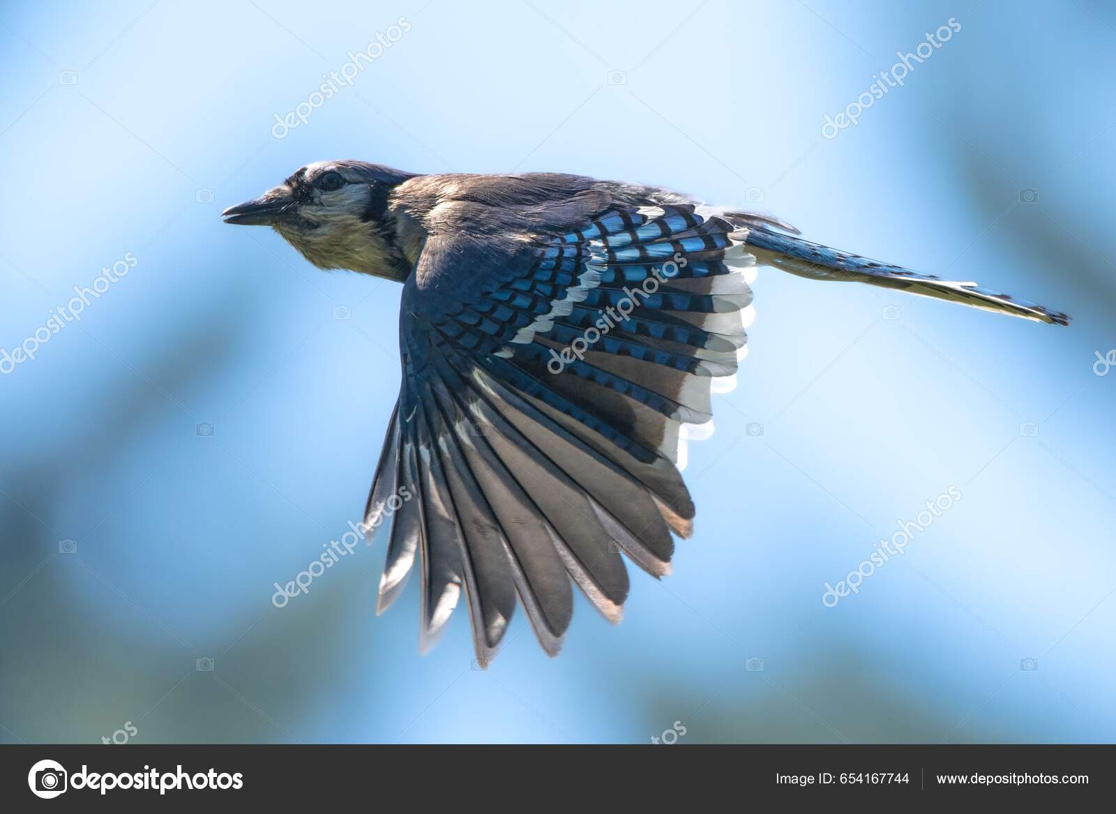 Blue Jay Wings Spread