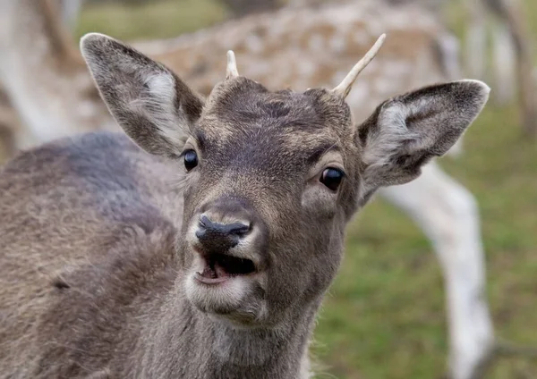 Chevreuil drole images libres de droit, photos de Chevreuil drole ...