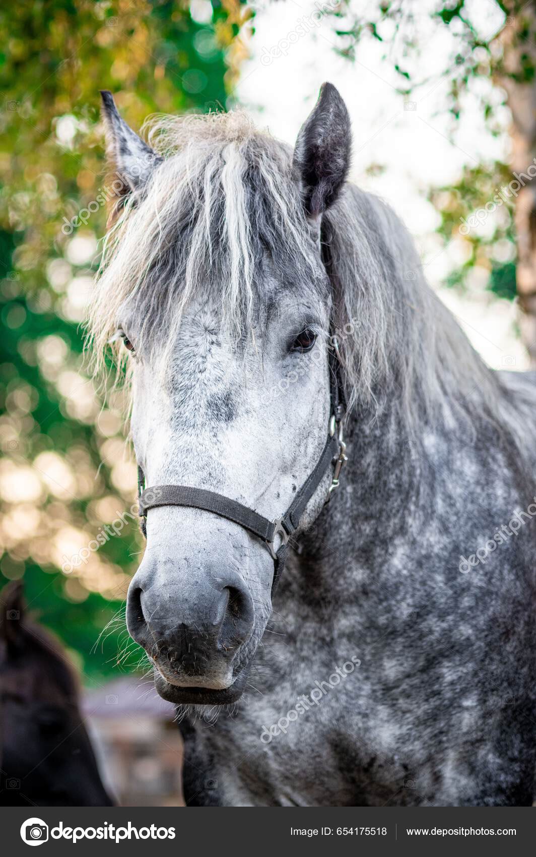 White Percheron Horse