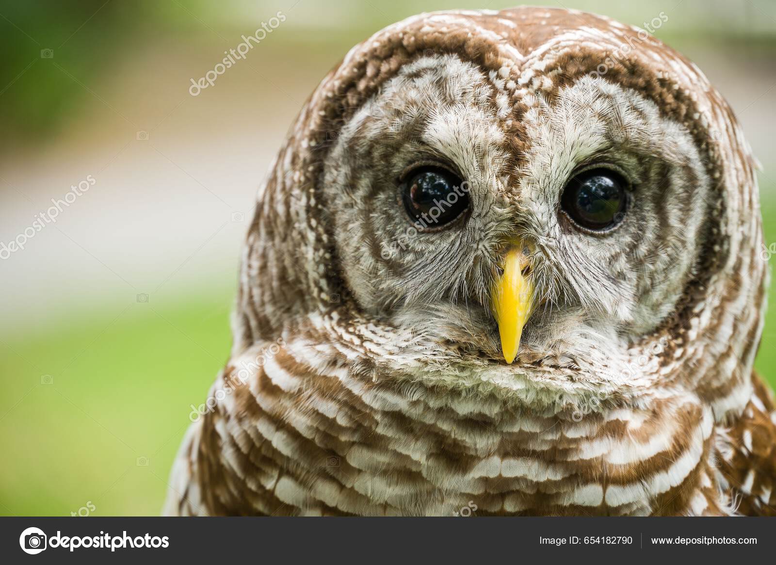 Barred Owl Eyes