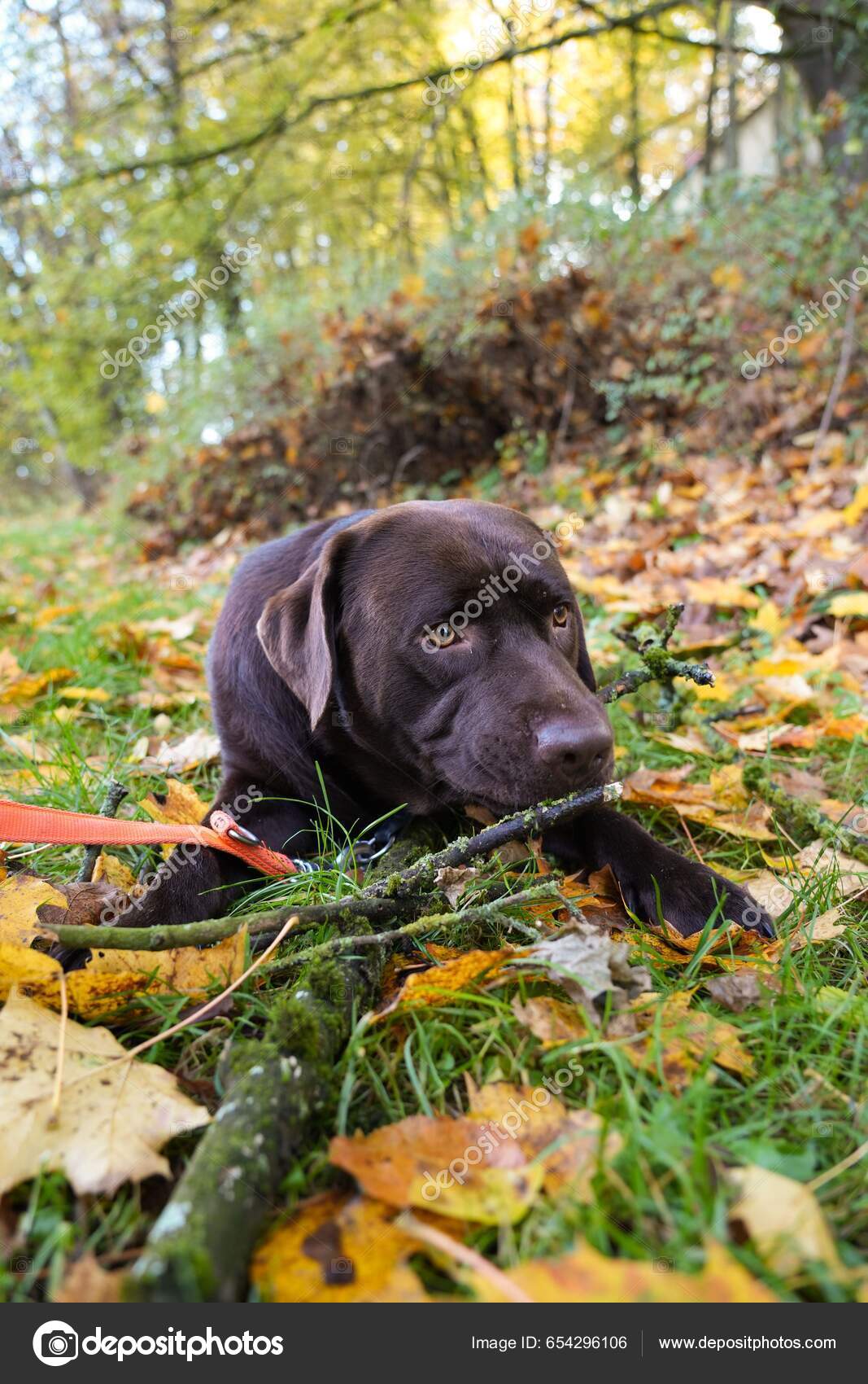 Chocolate Labrador Adult In Woods