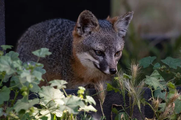 Cute Baby Gray Fox