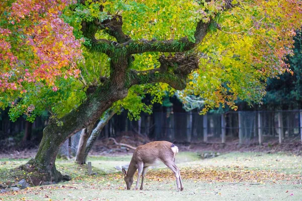 Tree and deer Stock Photos, Royalty Free Tree and deer Images ...