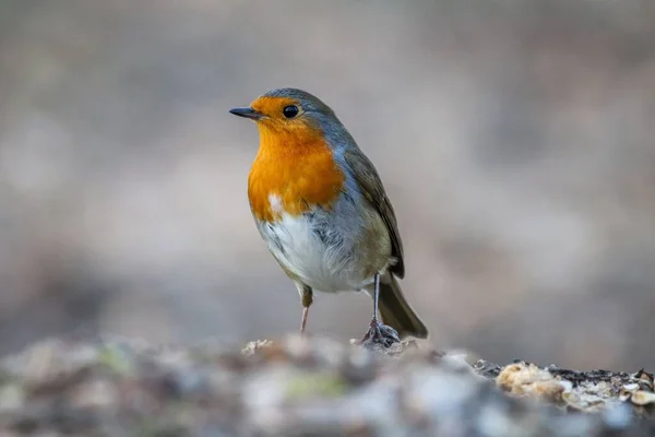 Robin rojo fotos de stock, imágenes de Robin rojo sin royalties ...
