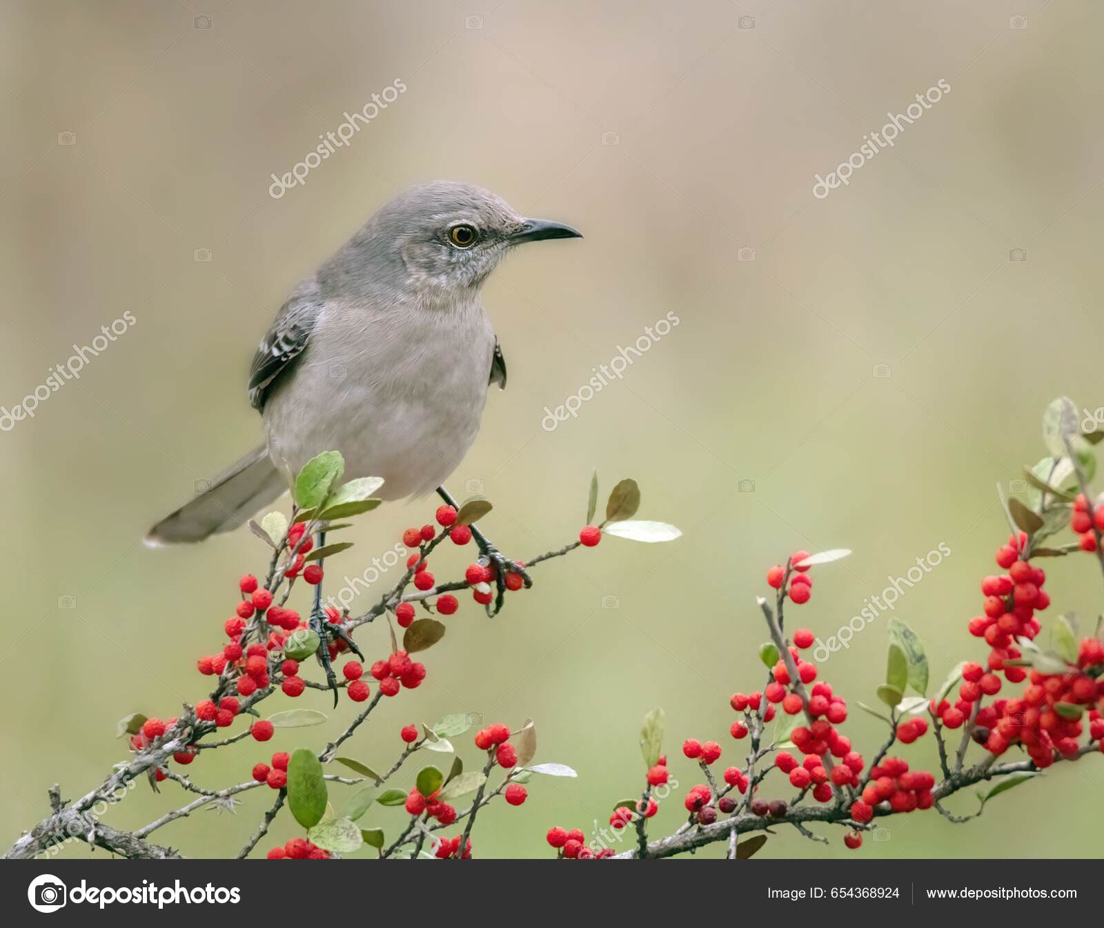 Mockingbird Singing