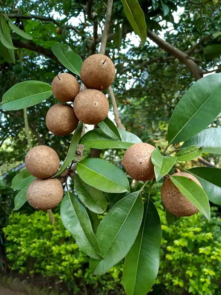 Tree of cashew nuts Stock Photos, Royalty Free Tree of cashew nuts ...