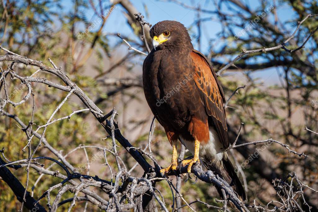 Un halcón de Harris posándose en la rama de un árbol 2023