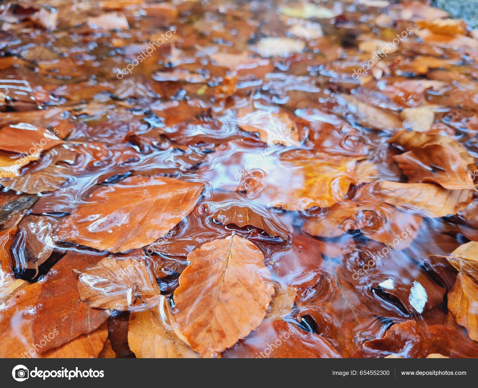Close Shot Autumn Colored Leaves Puddle — Stock Photo © wirestock ...
