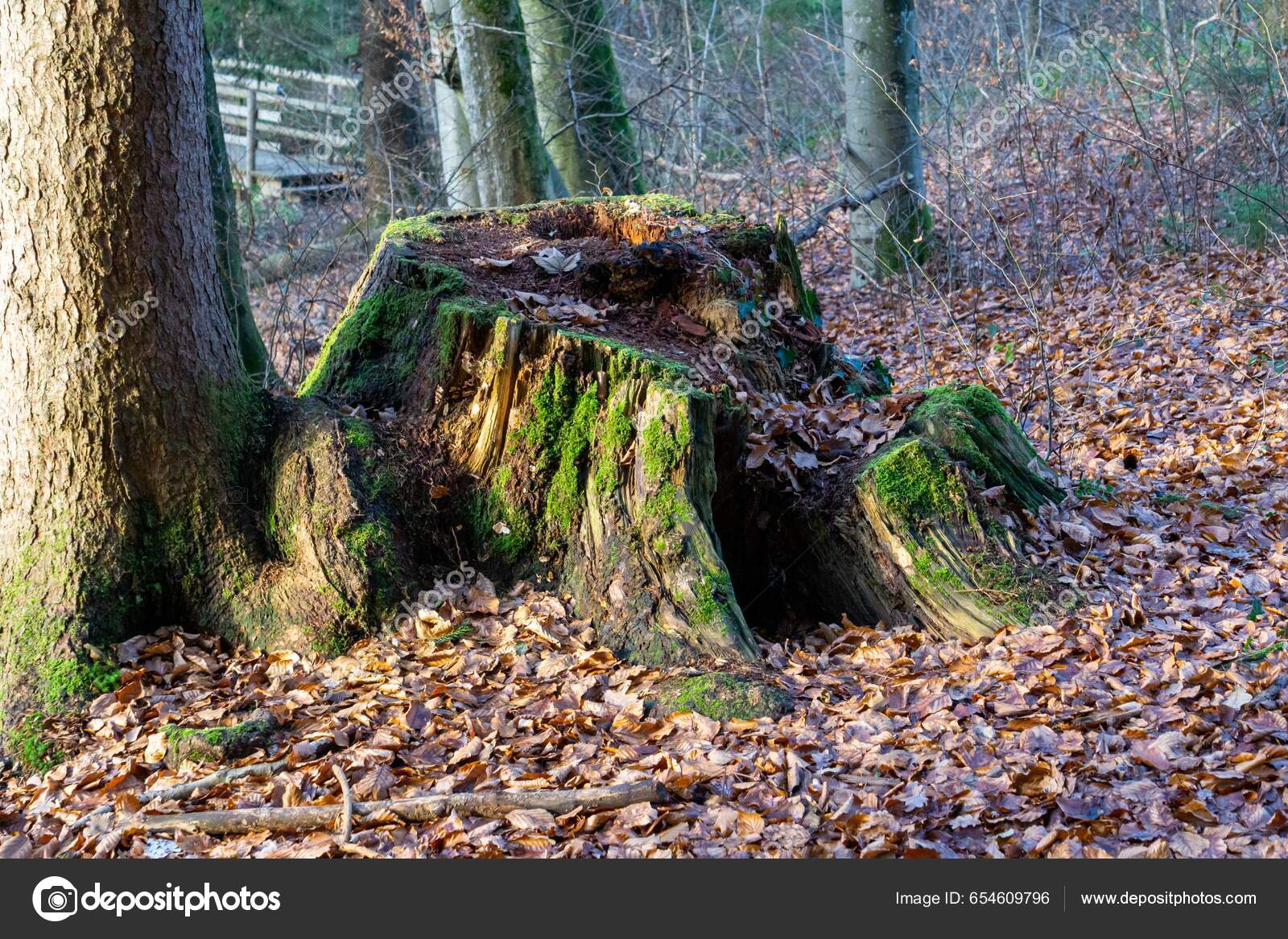 Tree Burrow