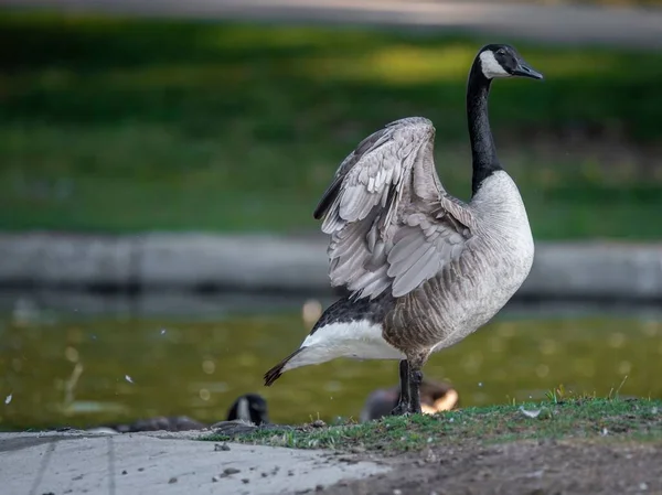 Goose mane images libres de droit, photos de Goose mane | Depositphotos
