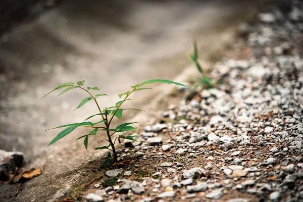 Vaadinde cansal fotos de stock, imágenes de Vaadinde cansal sin ...