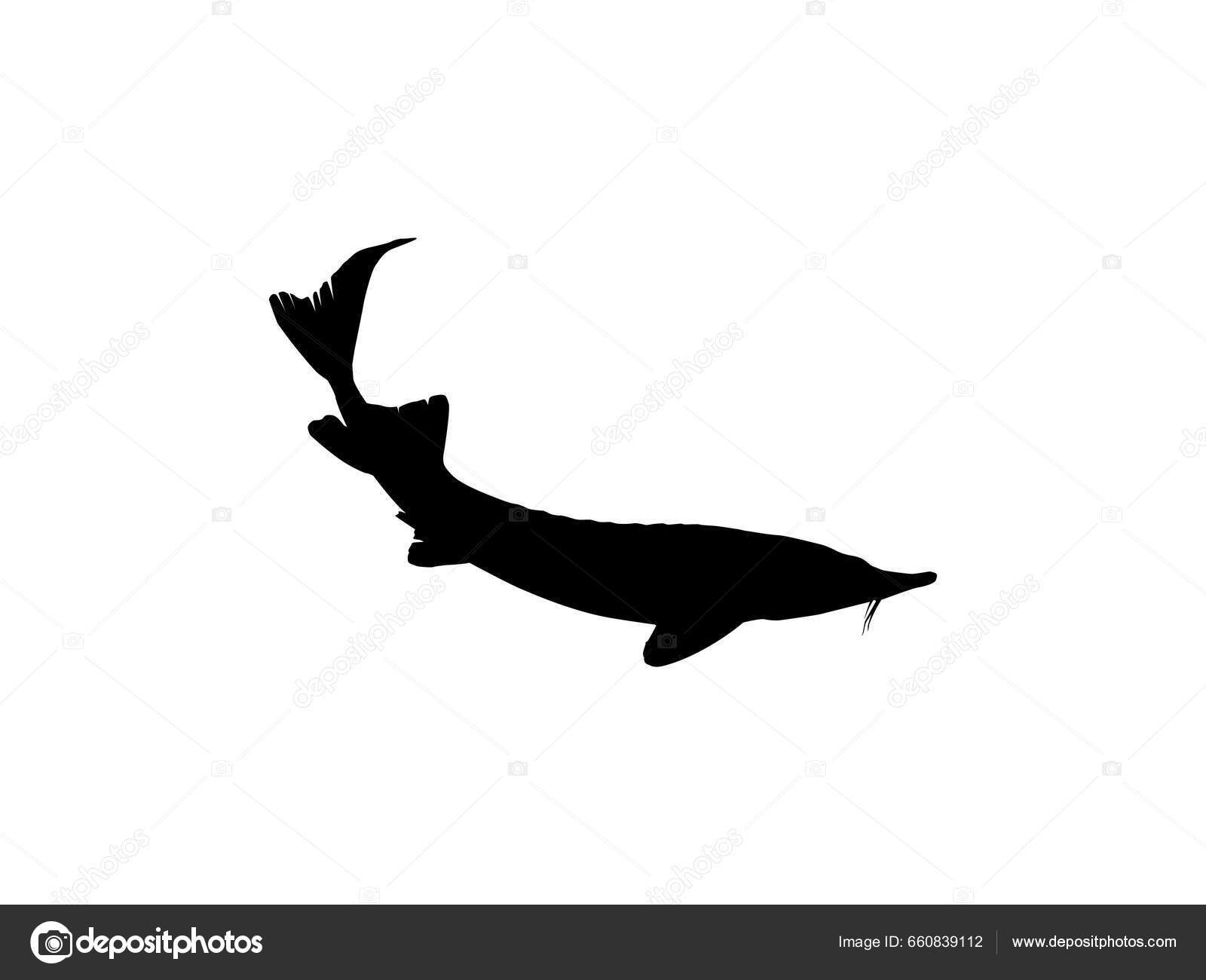 Sturgeon Silhouette