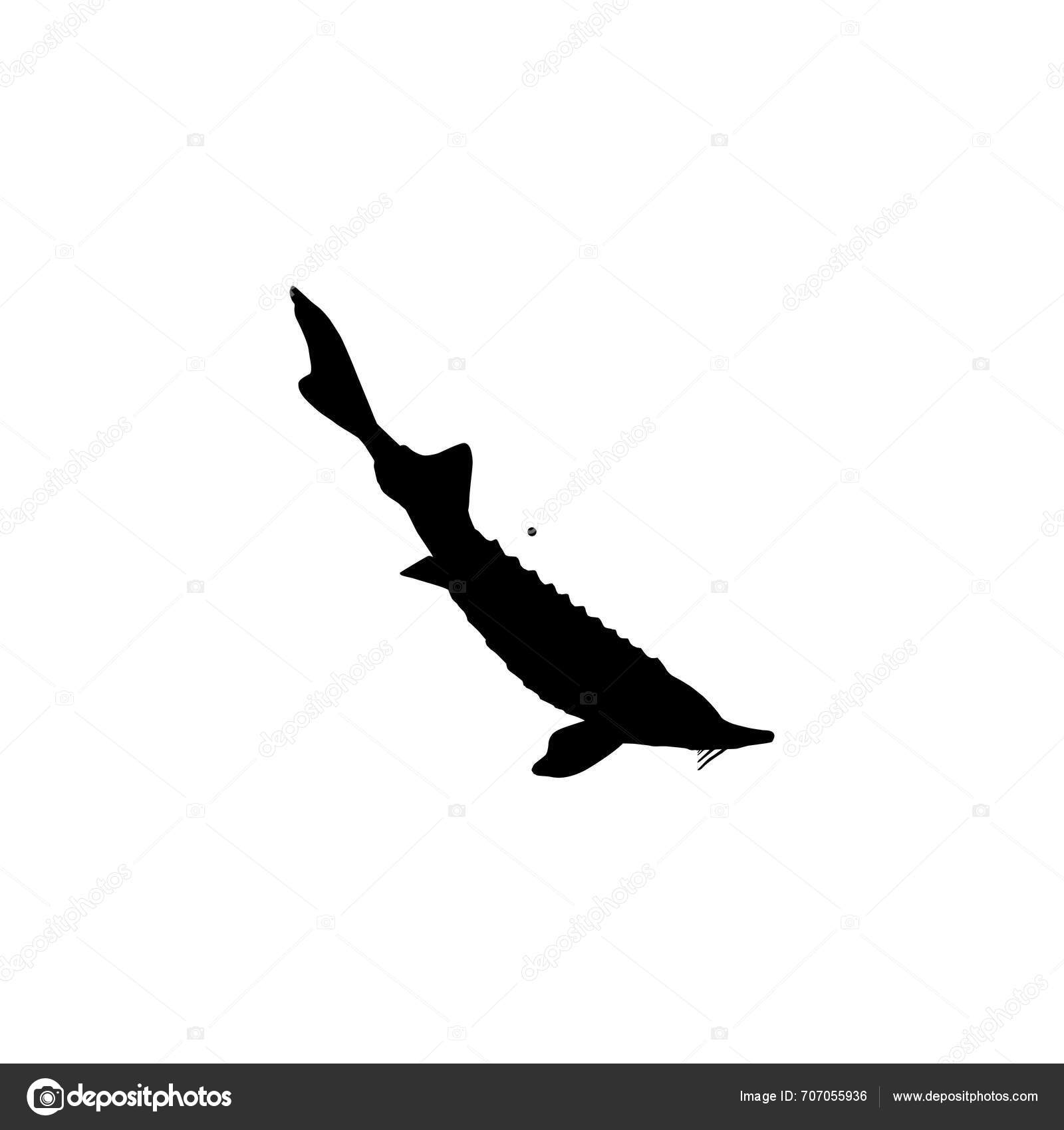 Beluga Sturgeon Huso Fish Silhouette Flat Style Fish Which Produce Stock Vector by ©Berkah ...