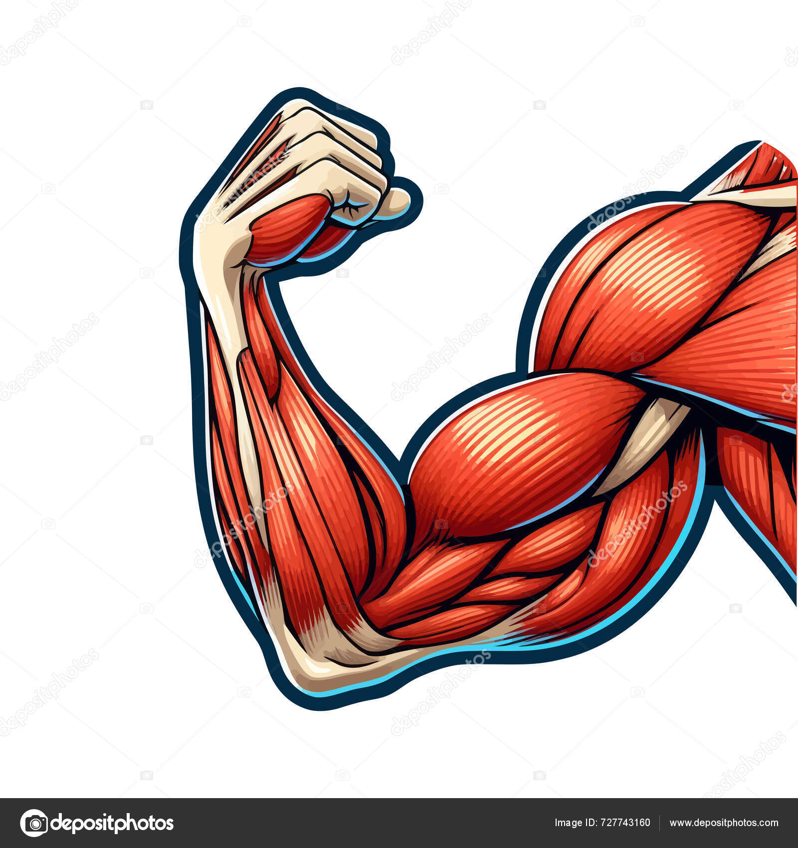 Muscular Arms Drawing Muscles Of An Arm Video Lesson By Drawing