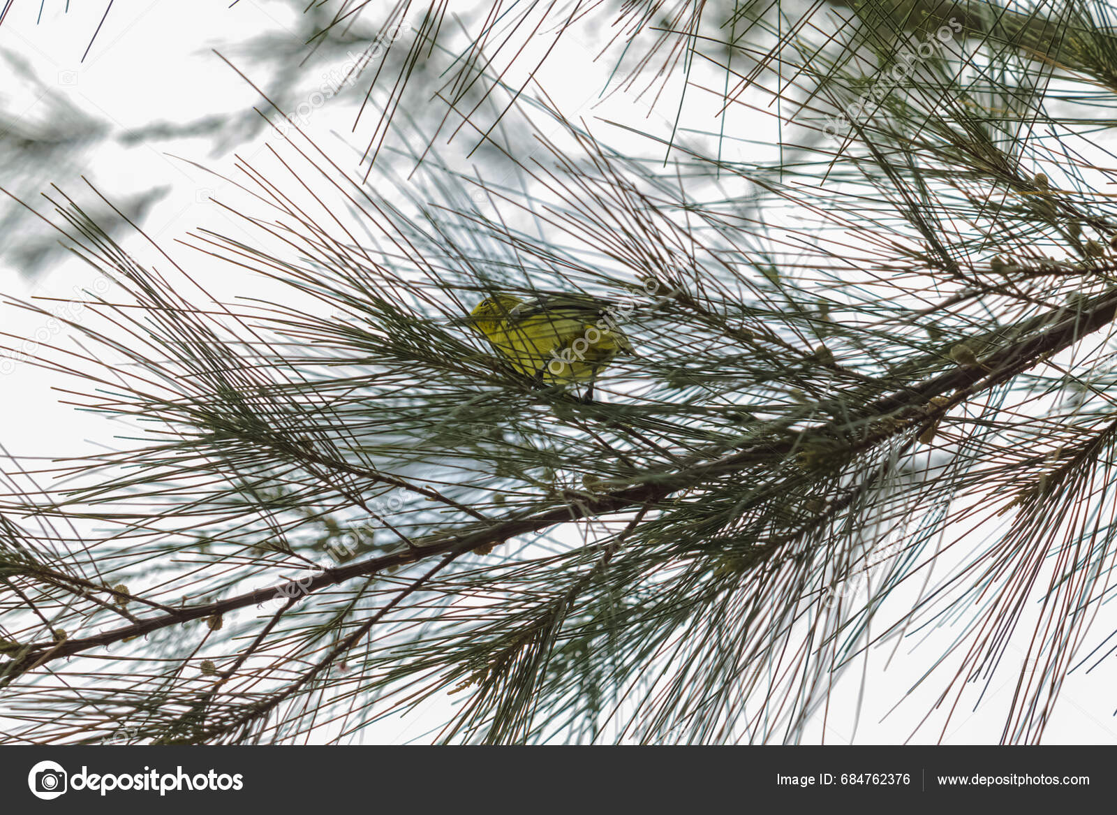 Cipoh Kacat Bird Aegithina Tiphia Bird Pine Tree Backdrop Clear Stock ...