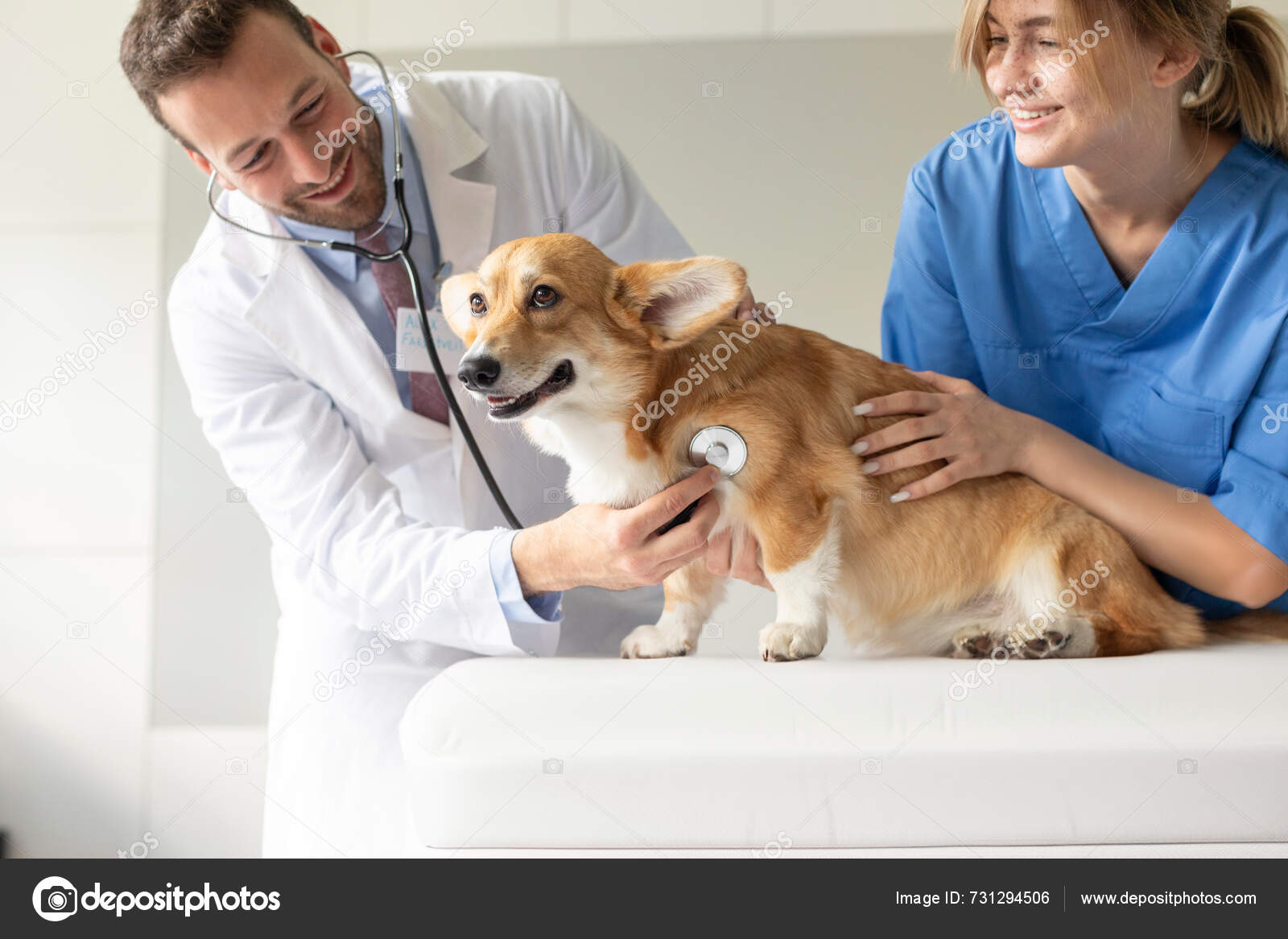 Scared Pembroke Welsh Corgi Dog Sitting Veterinarian Table ...