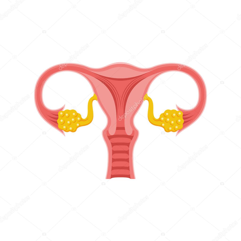Female Reproductive System Woman Anatomy System Anatomy Diagram Uterus ...