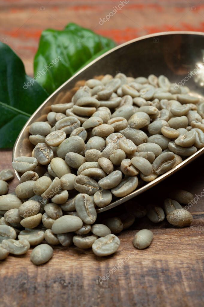 Granos de café verdes de la región productora de café de América del ...