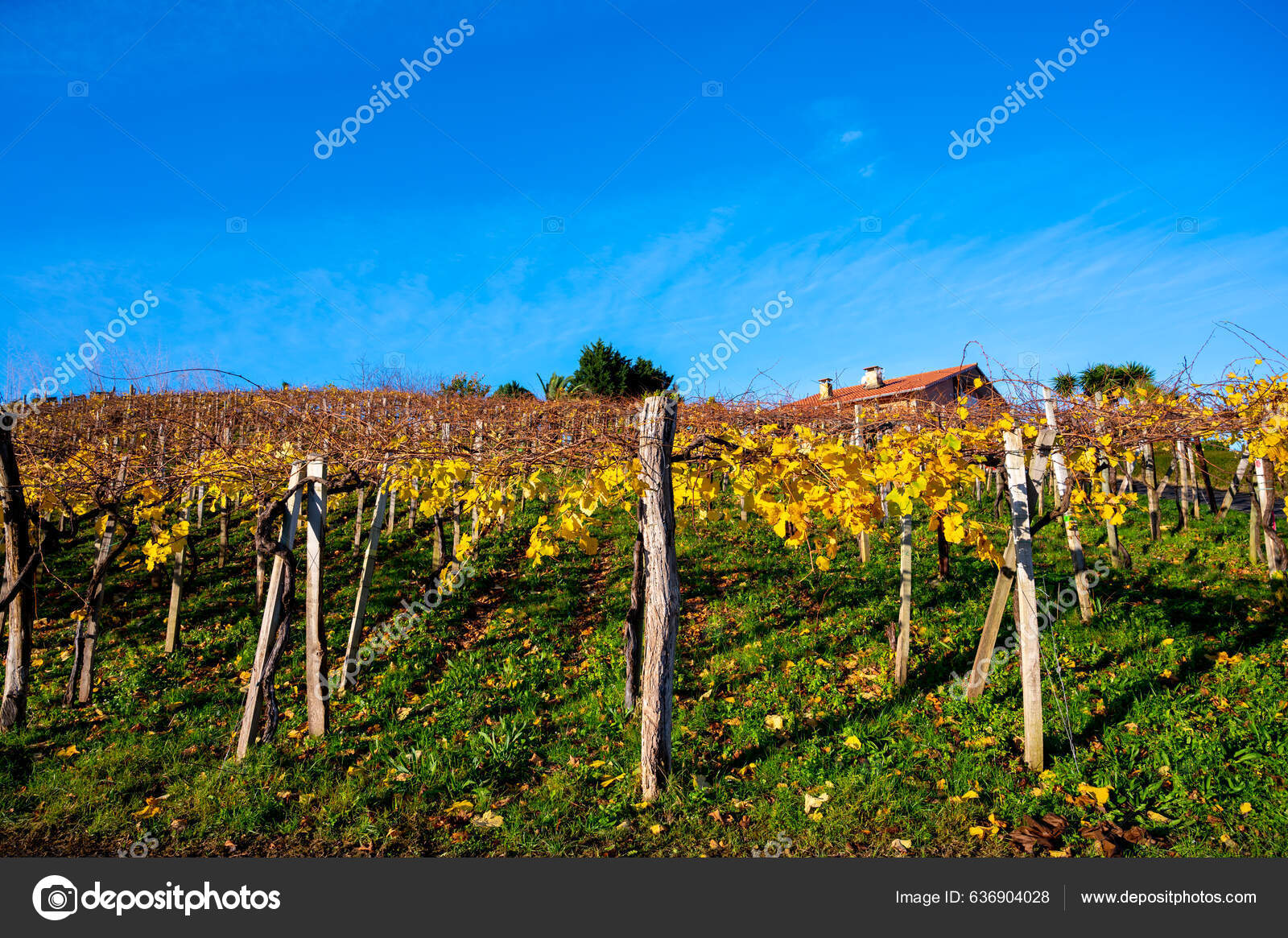 Pouring Glass Txakoli Chacoli Slightly Sparkling Very Dry White Wine ...