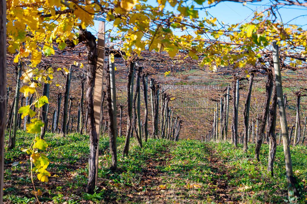 Pouring in glass of txakoli or chacoli slightly sparkling very dry ...