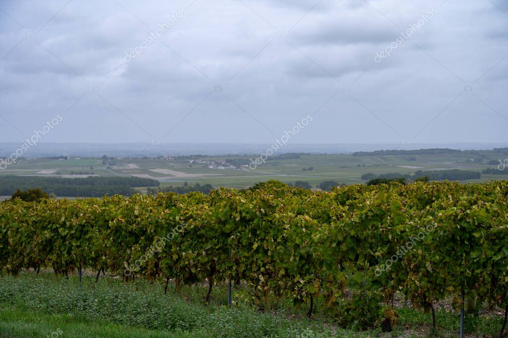 Tiempo de cosecha en la región del vino blanco de Cognac, Charente ...