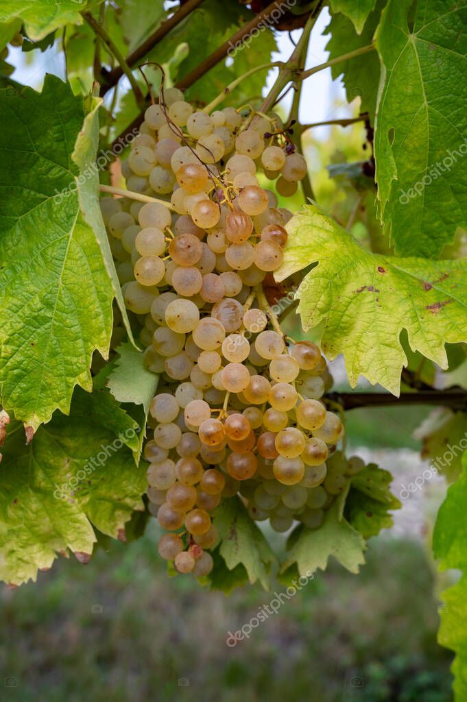 Tiempo de cosecha en la región del vino blanco de Cognac, Charente ...